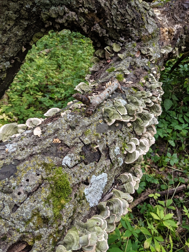 Stereum fasciatum from Oxford, IA, USA on August 31, 2019 at 01:26 PM ...