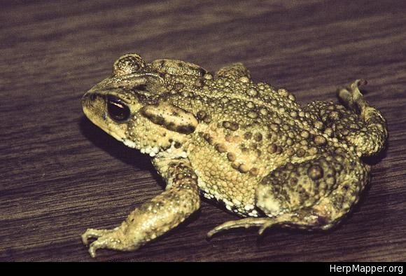 sapo centroamericano (Biodiversidad-Parque-Natural-Encuentro) · iNaturalist