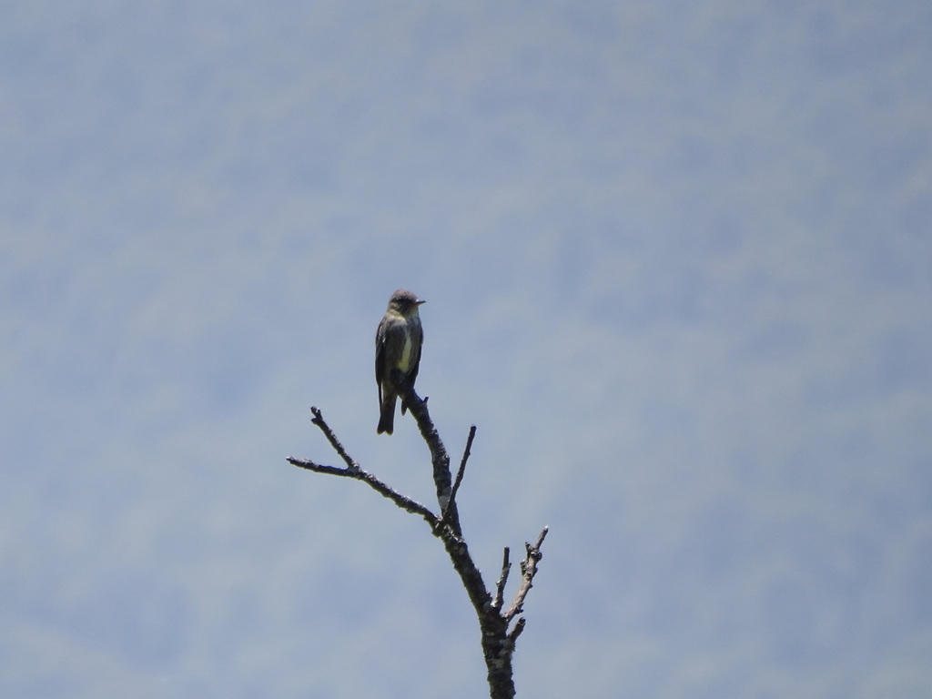 Olive-sided Flycatcher from Cd. de México, México on April 26, 2025 at ...