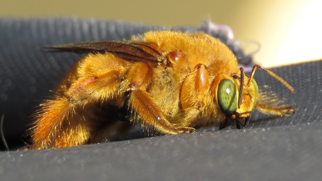 Neoxylocopa from Casa on August 31, 2019 at 02:15 PM by Pablo Balduvino ...
