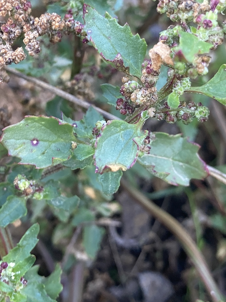 nettle-leaved goosefoot from South Island / Te Waipounamu, Alexandra ...
