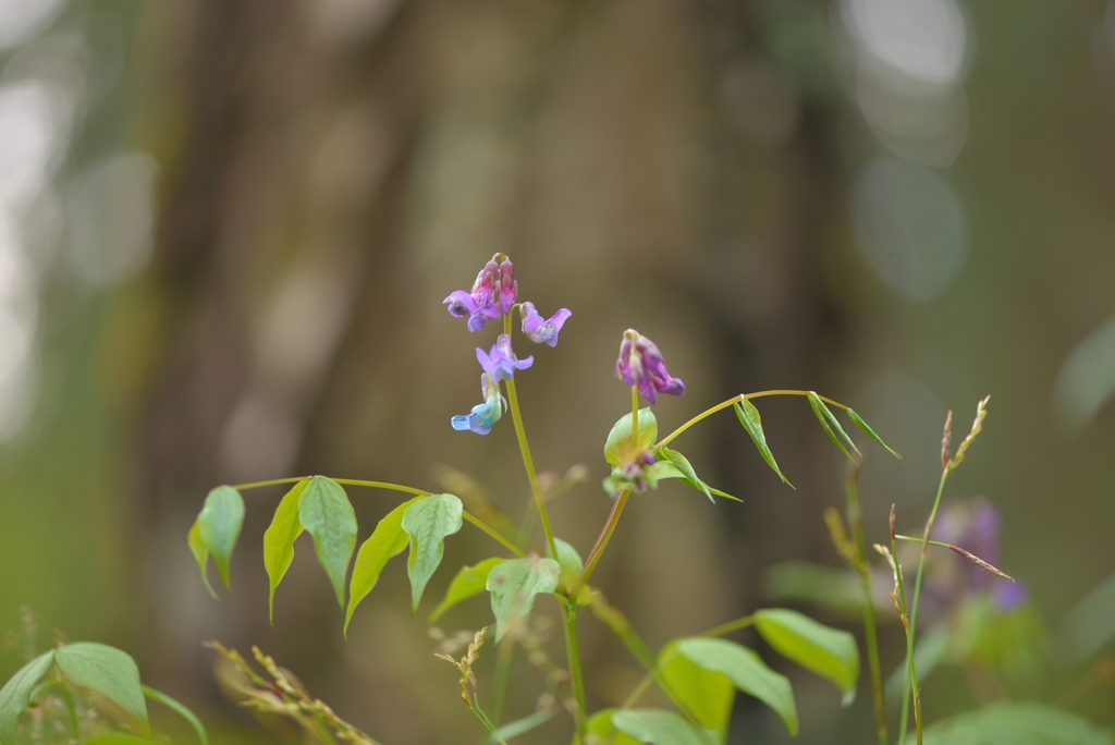 spring vetch from Россия, 143031 on May 3, 2025 at 04:34 PM by Ксения ...