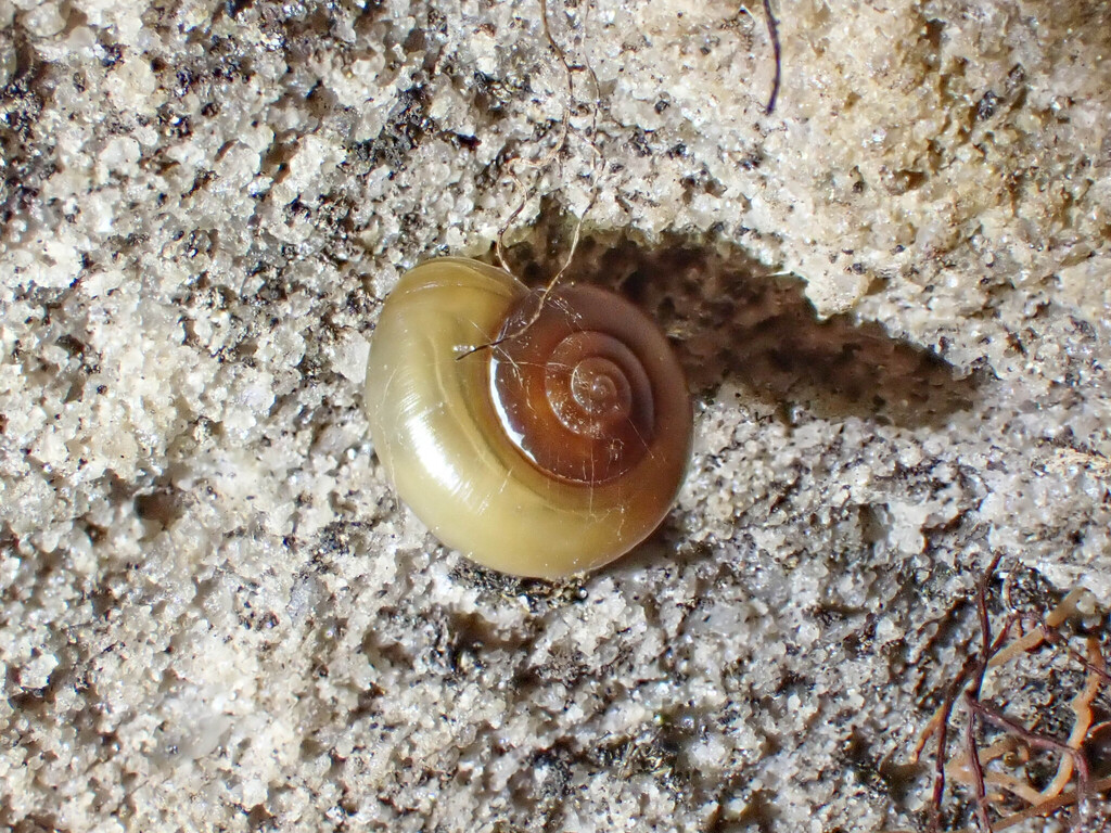 Cave Pinwheel from Next To Devils Pit Cave, Cave Peak, Kalk Bay ...