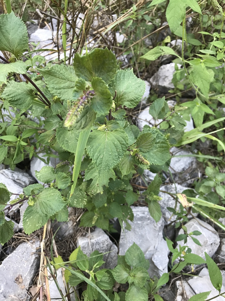 beefsteak plant from Anderson County, US-TN, US on August 31, 2019 at ...