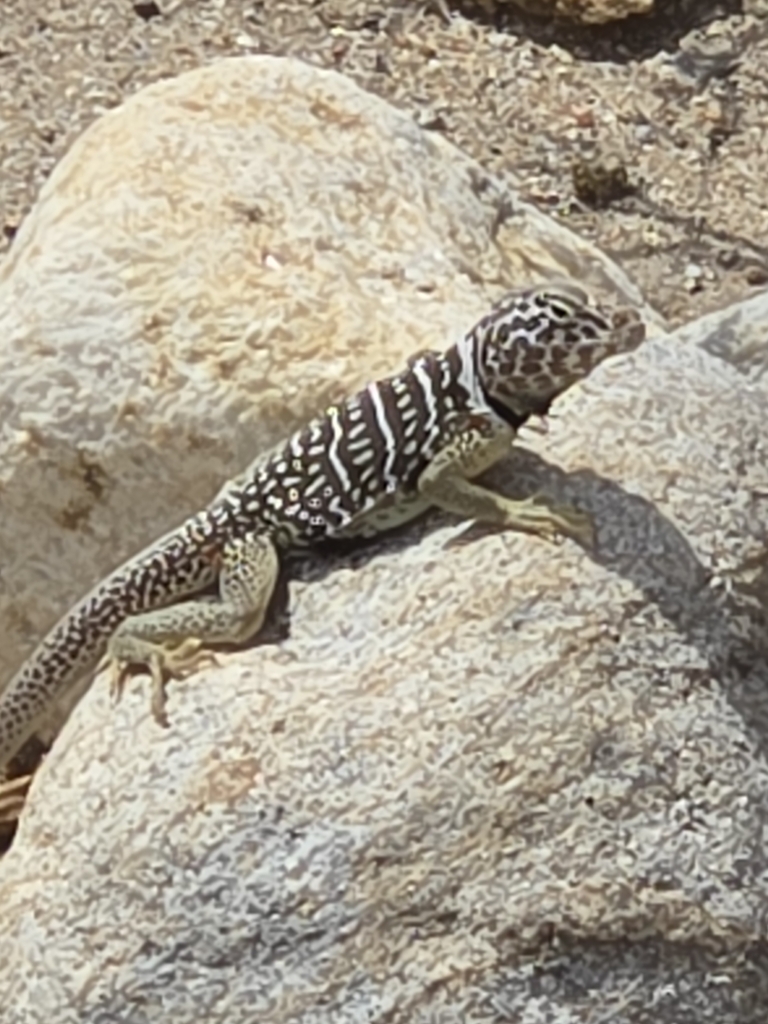 Baja California Collared Lizard from San Diego County, US-CA, US on May ...