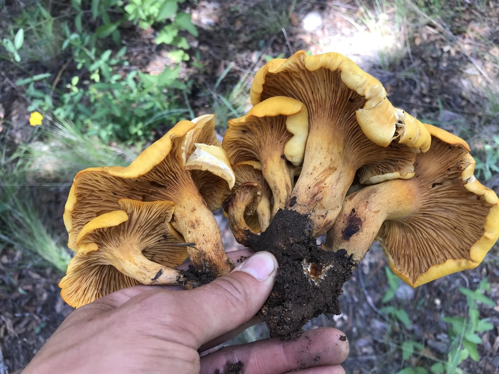 southern jack-o'-lantern from Cochise County, US-AZ, US on August 31 ...