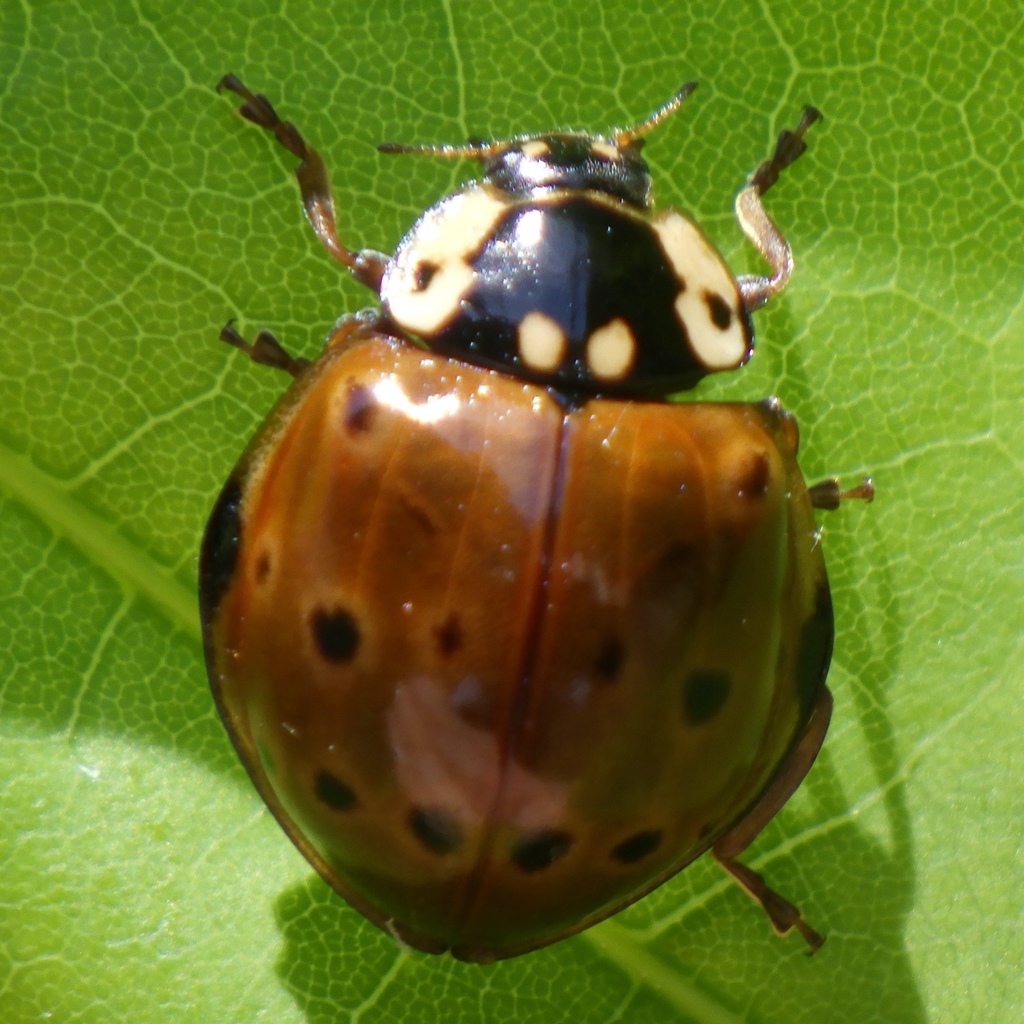 Flying Saucer Lady Beetle from Logan, Spokane, WA, USA on April 30 ...