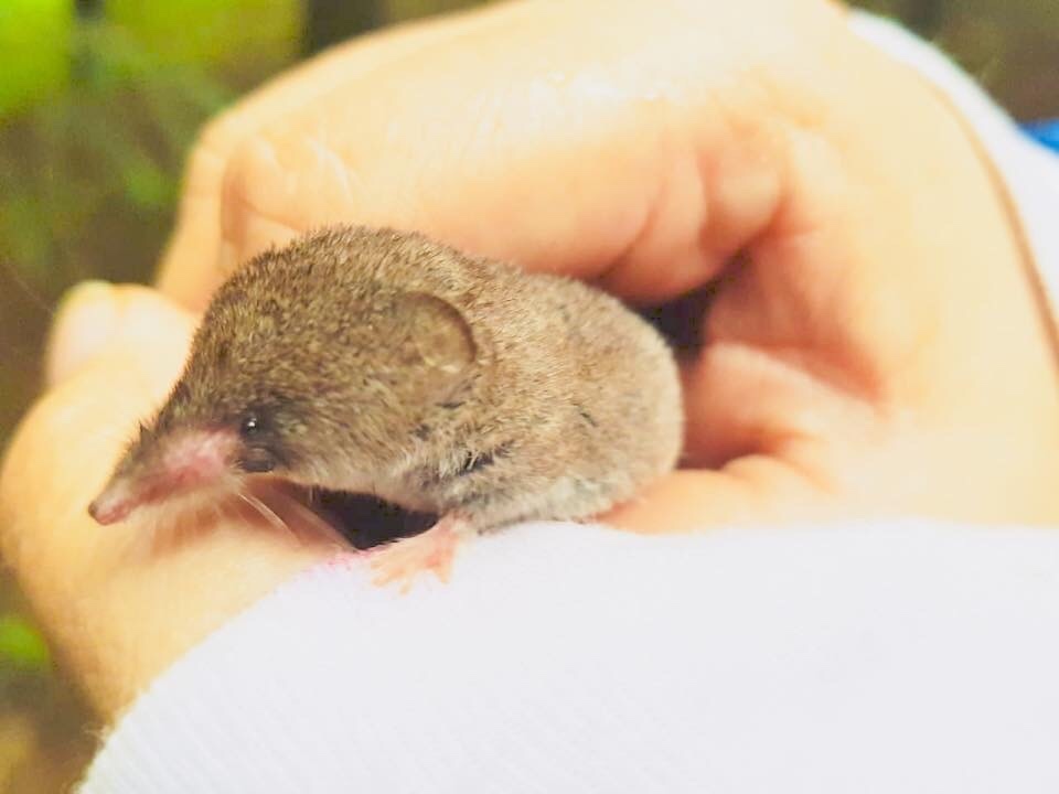 Sorex saussurei Merriam, 1892