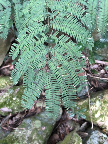 Climbing Acacia (Senegalia pennata) · iNaturalist