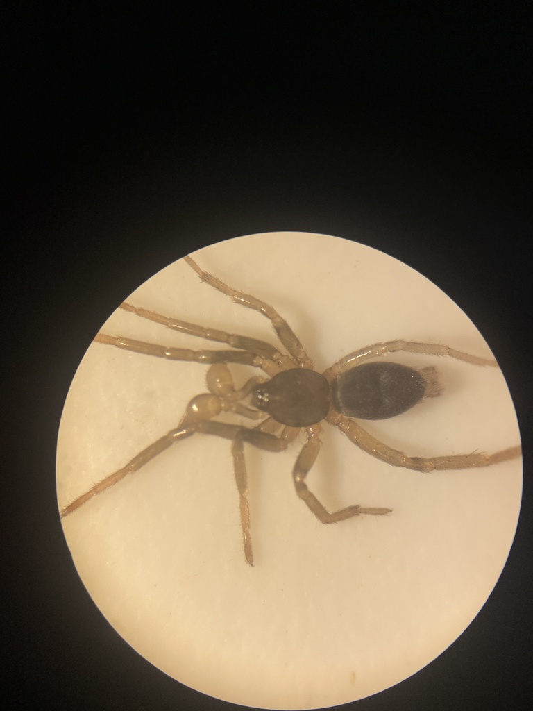 Spiders from Mera, EC-PA, EC on May 2, 2025 at 09:40 PM by ...