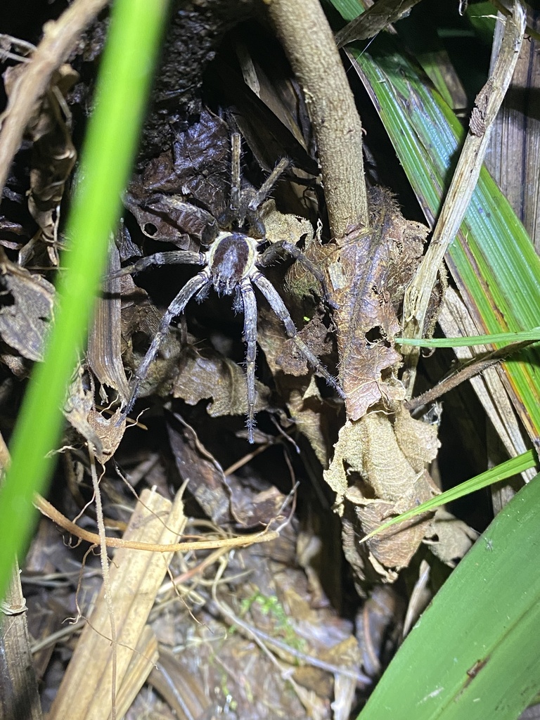 Wandering Spiders from Mera, EC-PA, EC on May 2, 2025 at 08:56 PM by ...