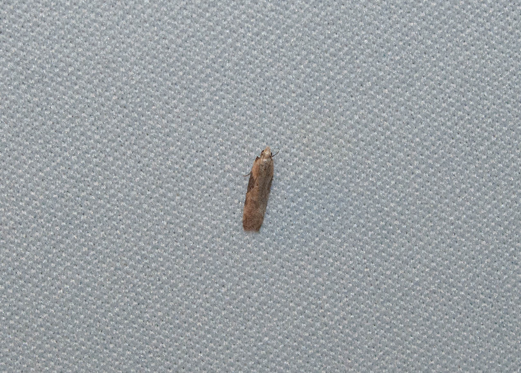 Butterflies and Moths from Zona de Conservación Ecológica, Ciudad de ...