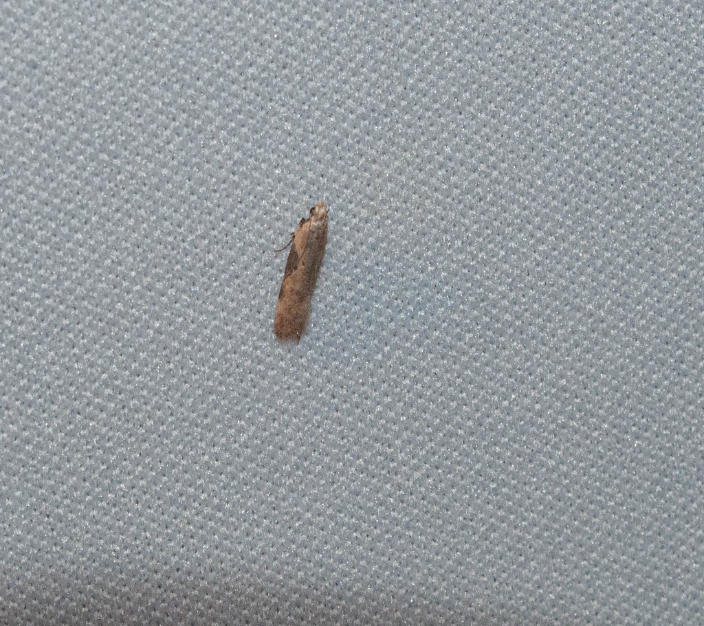 Butterflies and Moths from Zona de Conservación Ecológica, Ciudad de ...