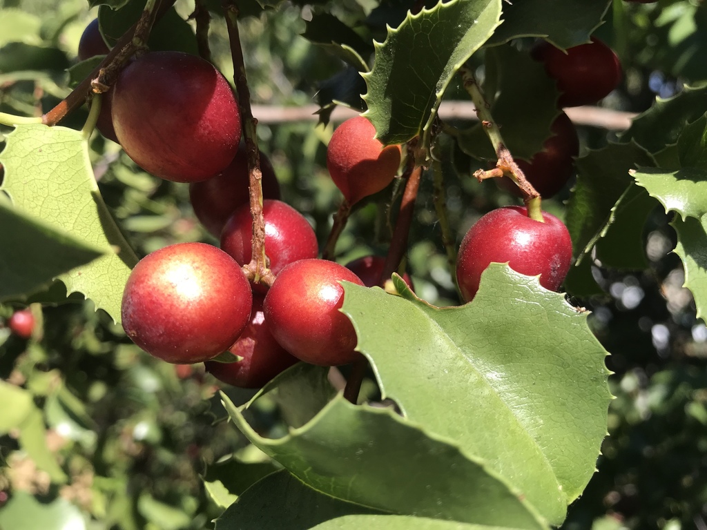 hollyleaf cherry (Prunus ilicifolia) - Botanical Realm