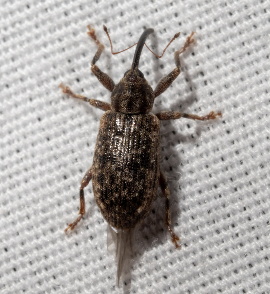 Willow Weevils from Harry S Moss Park, US, Dallas, TX on April 26, 2025 ...