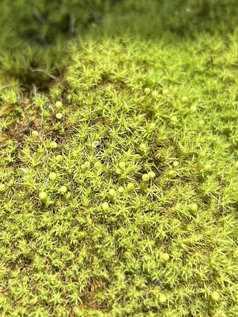Common Apple-moss from Algoma, Unorganized, North Part, ON, CA on May ...
