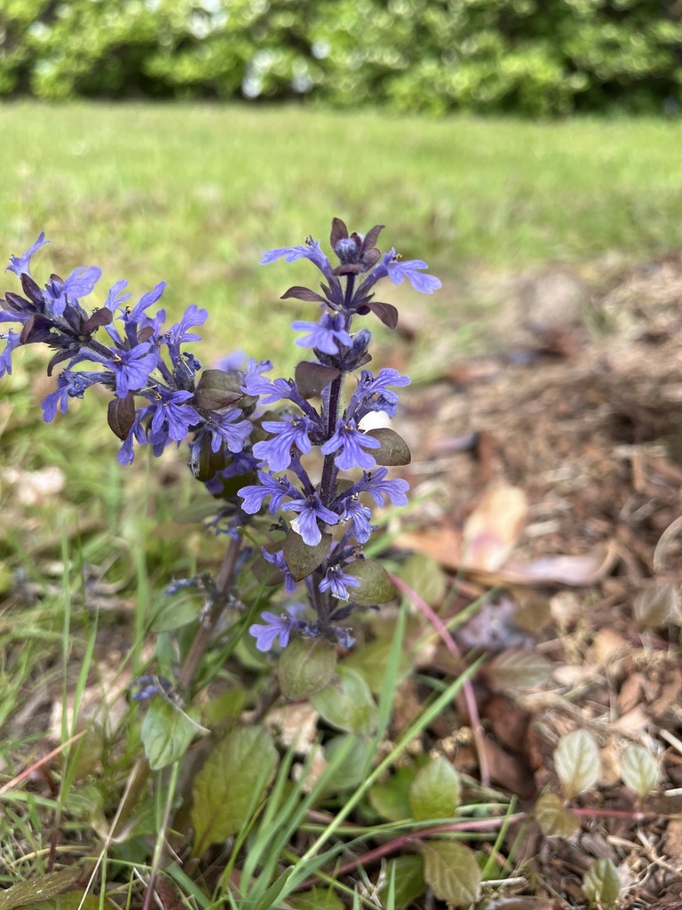 Bugles from Oregon State University, Corvallis, OR, US on May 3, 2025 ...