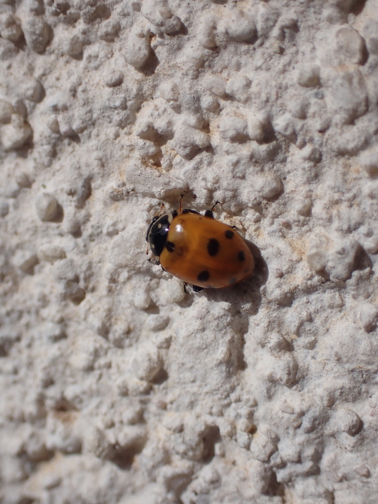 Variegated Lady Beetle from 13127 Vitrolles, France on May 3, 2025 at ...