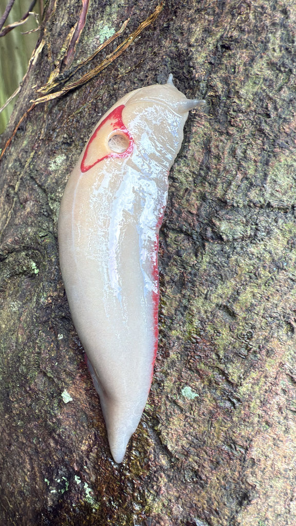 Red Triangle Slug from Welbeck St, Alderley, QLD, AU on May 4, 2025 at ...