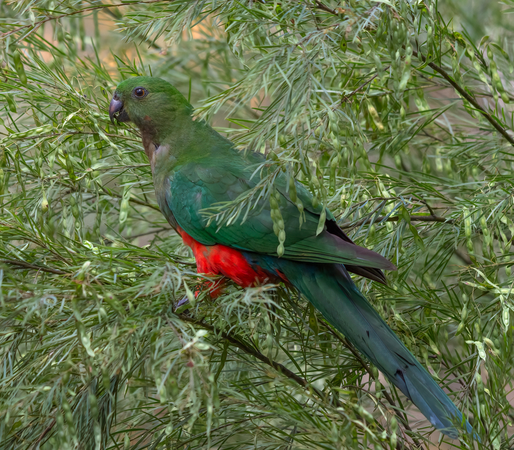 Australian King Parrot from Brisbane QLD, Australia on October 20, 2023 ...