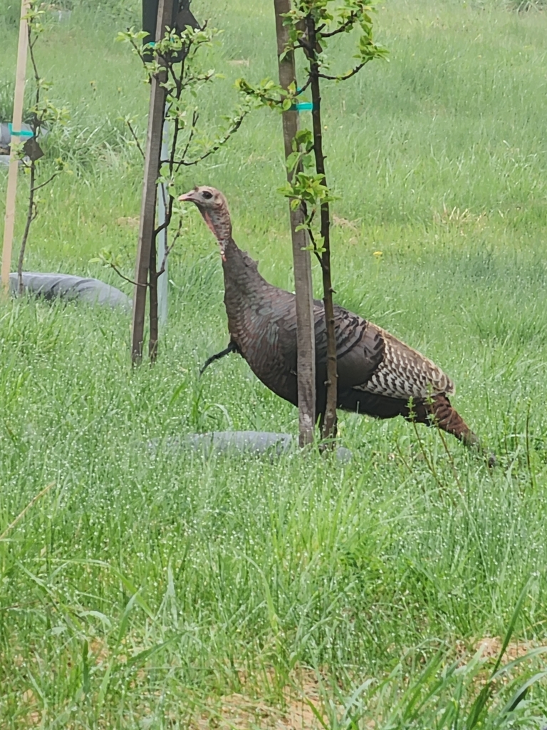 Wild Turkey from Boylston, MA 01505, USA on May 2, 2025 at 08:38 AM by ...