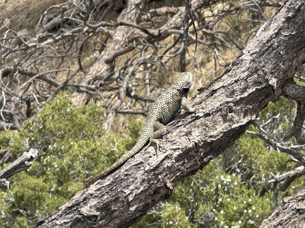 Desert Spiny Lizard from Joshua Tree National Park, Yucca Valley, CA ...