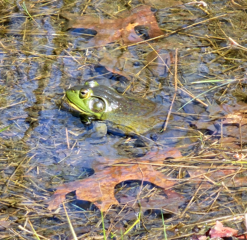 American Bullfrog from Texas Township, MI, USA on May 3, 2025 at 12:07 ...