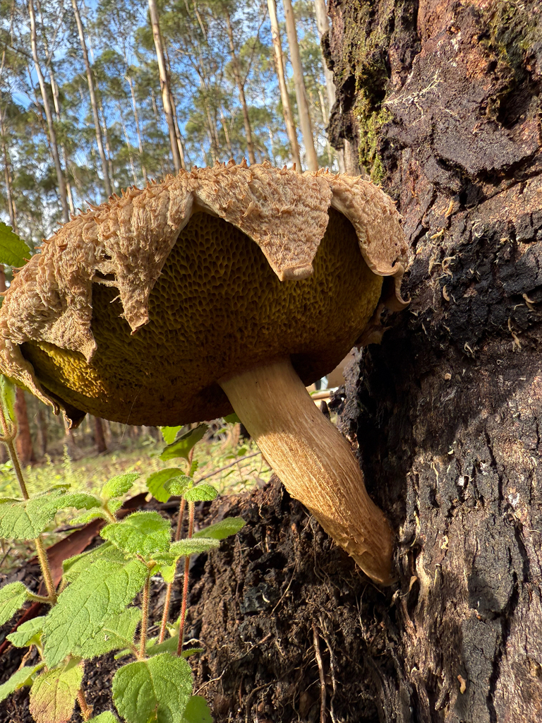 Boletellus ananiceps from Greater Beedelup, AU-WA-MJ, AU-WA, AU on May ...
