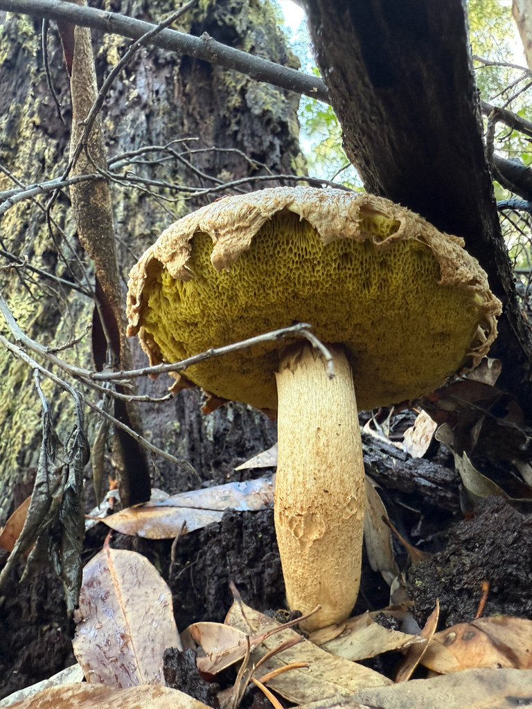 Boletellus from Greater Beedelup, AU-WA-MJ, AU-WA, AU on May 3, 2025 at ...