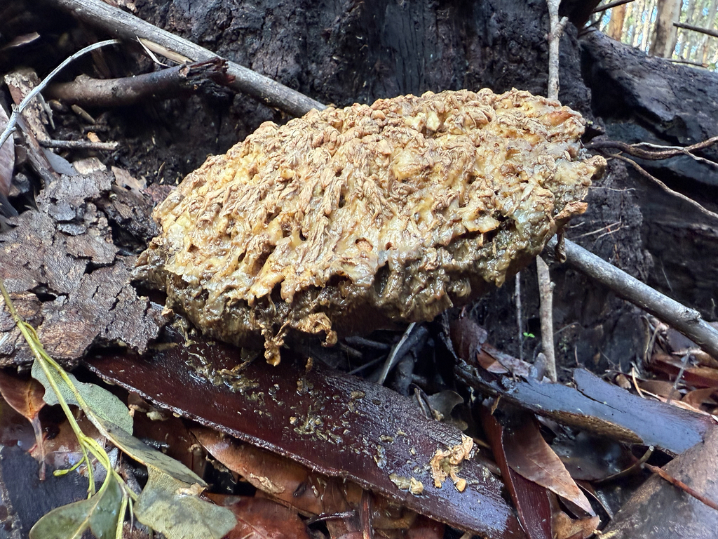 Boletellus from Greater Beedelup, AU-WA-MJ, AU-WA, AU on May 3, 2025 at ...