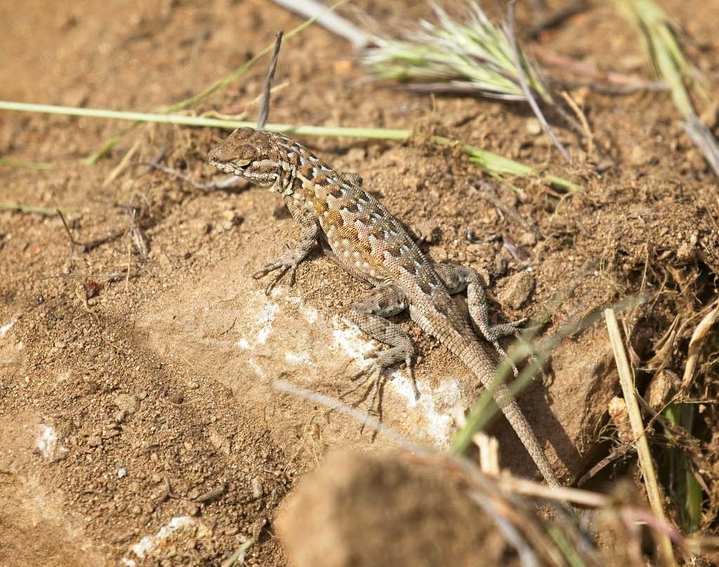 Common Side-blotched Lizard from San Diego County, CA, USA on May 3 ...