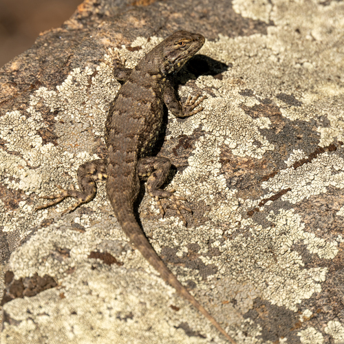 Prairie Lizard (Sceloporus consobrinus) - Snakes and Lizards
