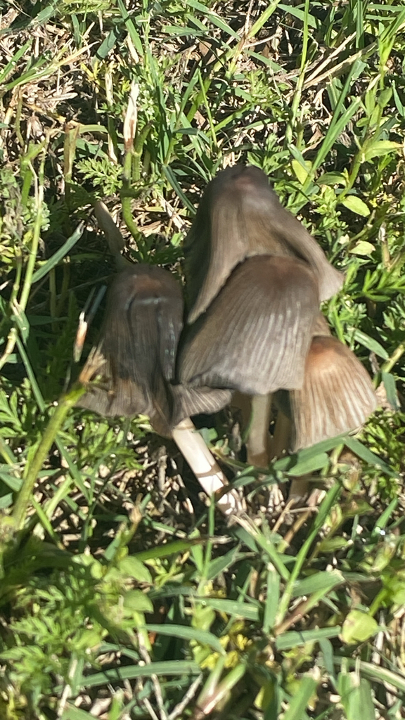 Brittlestems and Allies from Cahoba Dr, Fort Worth, TX, US on May 3 ...