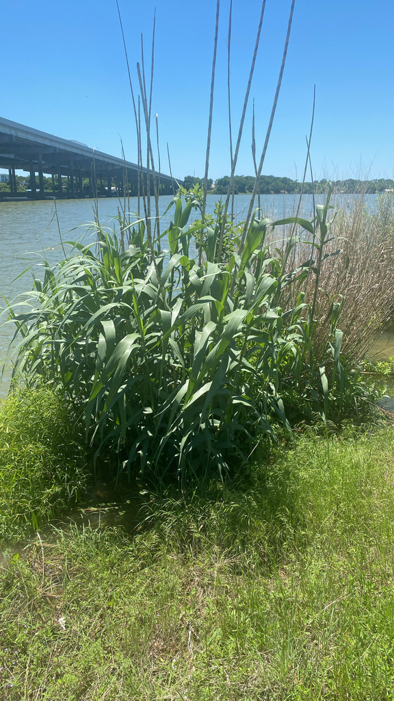 giant reed from Fort Worth, TX, US on May 3, 2025 at 01:58 PM by ...