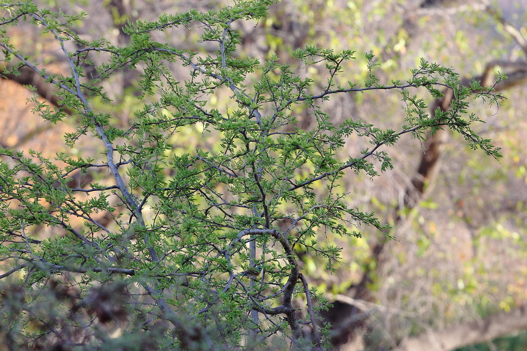 Sweet acacia from La Paz, B.C.S., México on April 25, 2025 at 06:36 PM ...