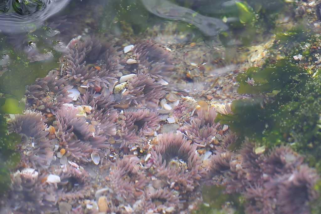 Colonial Anemone from La Paz, B.C.S., México on April 26, 2025 at 04:55 ...