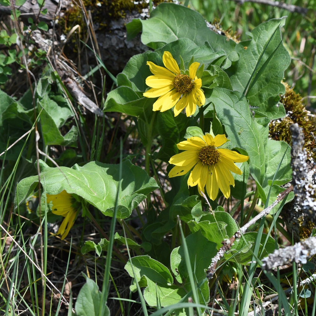 deltoid balsamroot from Scatter Creek Wildlife Area, Thurston County ...