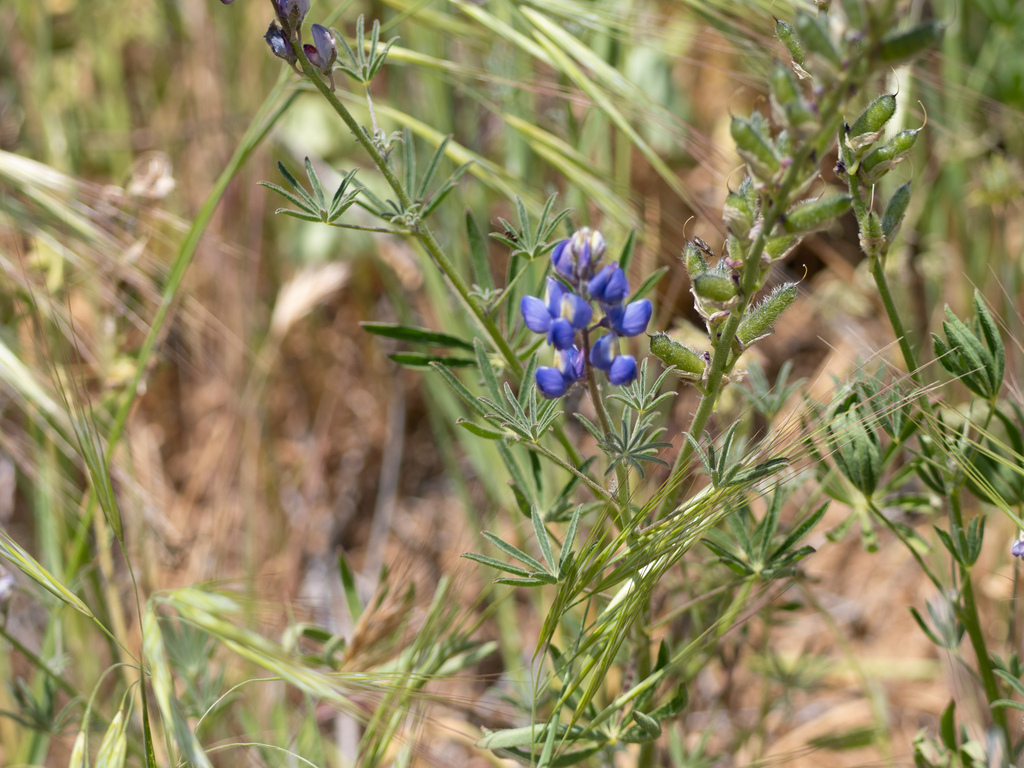 Miniature Lupine from San Pasqual Valley, San Diego, CA, USA on April ...