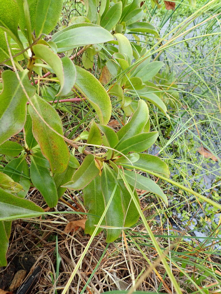 Ngaio from Hokio Beach 5571, New Zealand on May 2, 2025 at 10:06 AM by ...