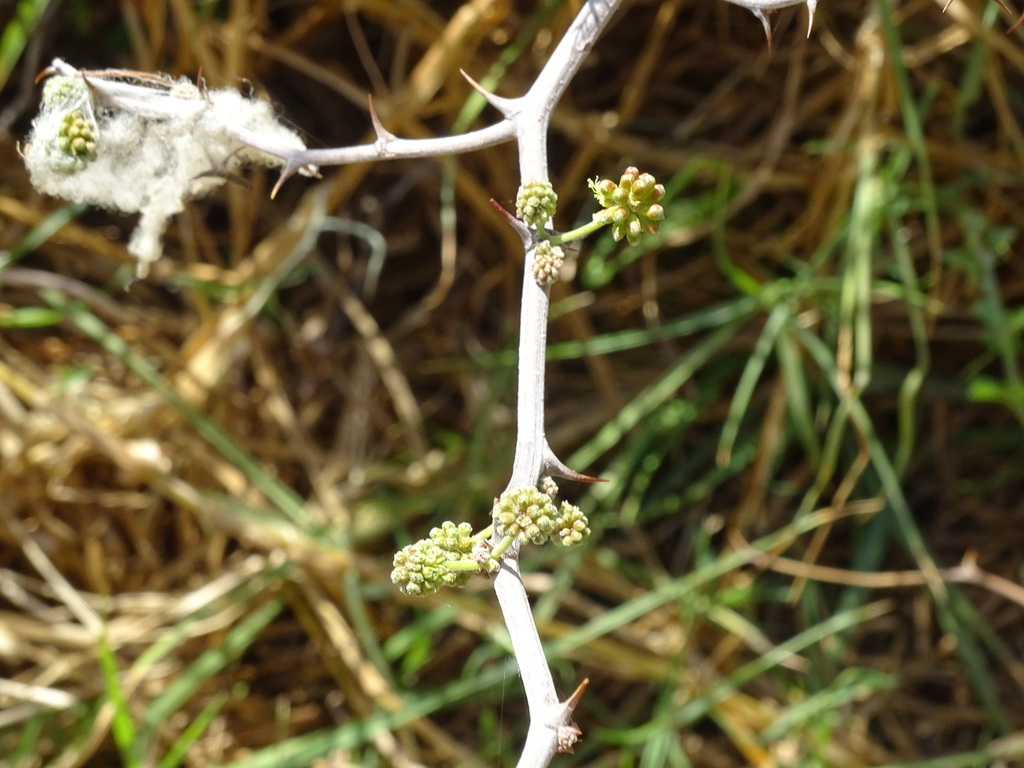 life from Malacates, Ciudad de México, CDMX, México on April 28, 2025 ...