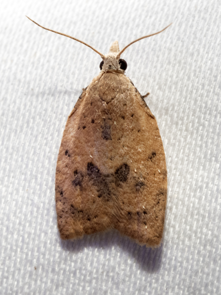 Lentiginos Moth from Harry S Moss Park, US, Dallas, TX on April 26 ...
