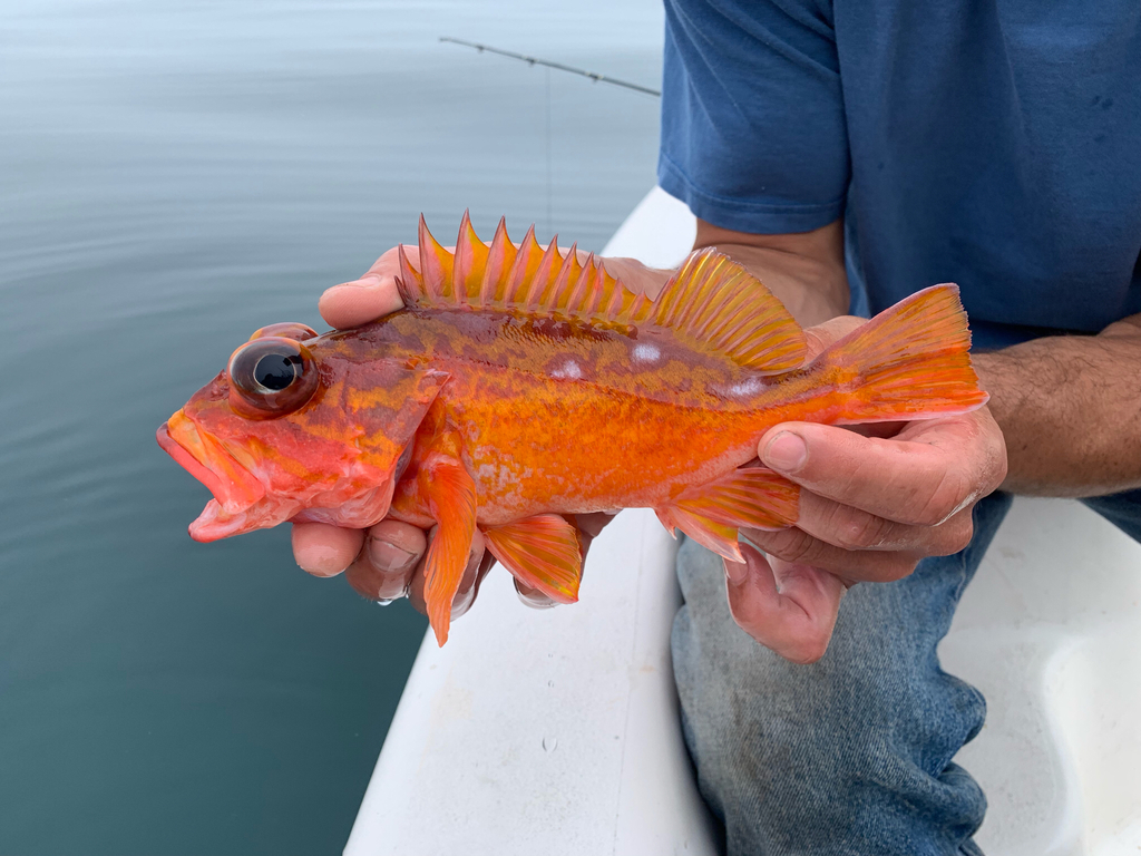 Rosy Rockfish (Sebastes rosaceus) - Marine Life Identification