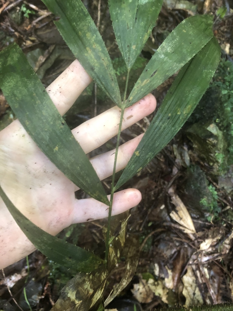 Wait-a-while from Middle Pocket Rd, Middle Pocket, NSW, AU on May 4 ...