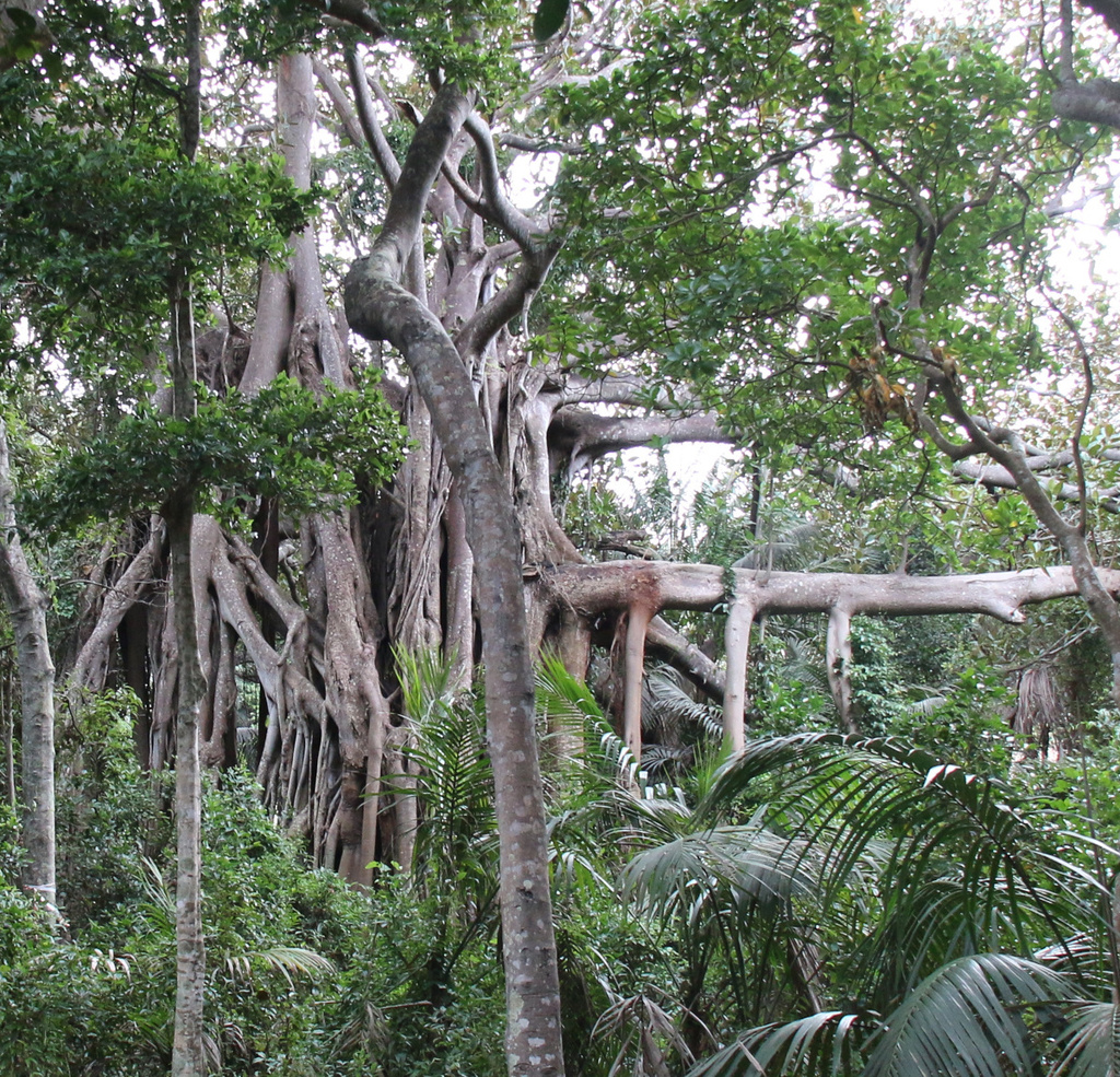 Lord Howe Banyan from Transit Hill, Lord Howe Island NSW 2898 ...