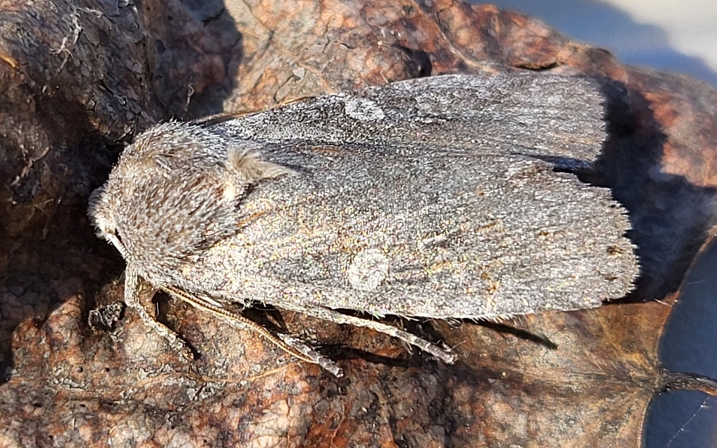 Dowdy Pinion from Wainwright Dunes Ecological Reserve on May 03, 2025 ...