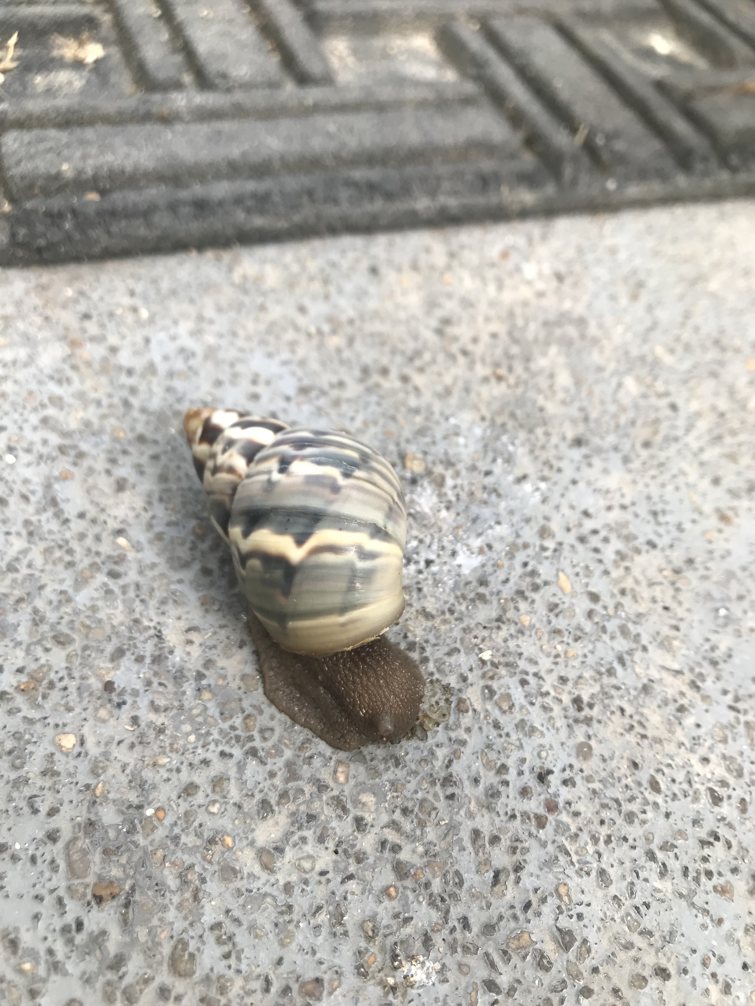 Orthalicus princeps (Broderip, 1833)