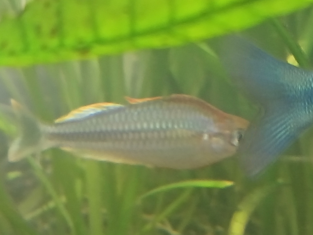 Pygmy Rainbowfish (Melanotaenia pygmaea) - Marine Life Identification