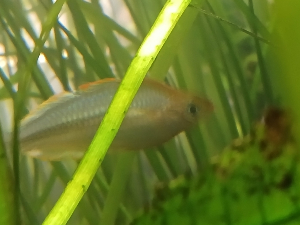 Pygmy Rainbowfish (Melanotaenia pygmaea) - Marine Life Identification