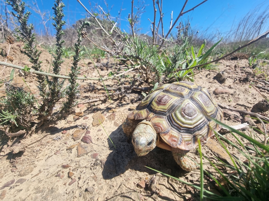 Parrot-beaked Tortoise from Tygerberg Nature Reserve caracal trail on ...