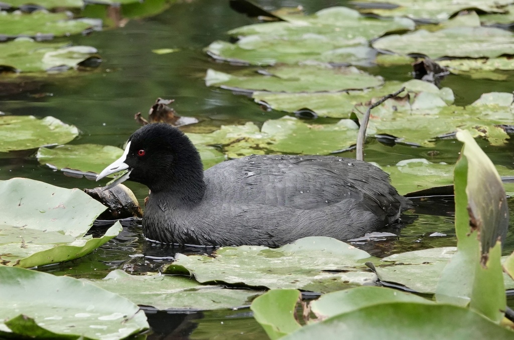 Australasian Coot from Wilson Botanic Park Berwick, Berwick, VIC, AU on ...